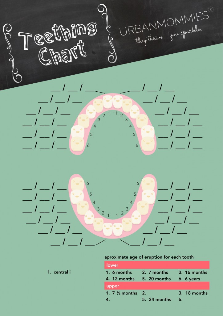 Teething Chart - Urban Mommies