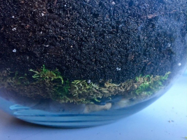 How to Create a Terrarium to Green Up Your Inside Space - Urban Mommies