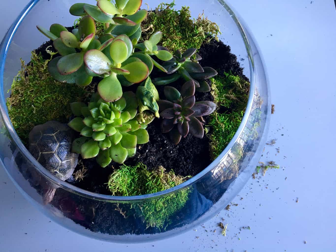 How to Create a Terrarium to Green Up Your Inside Space - Urban Mommies